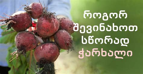 ეფექტური მეთოდები როგორ შეინახოთ გემრიელი ჭარხალი გაზაფხულამდე