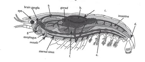 Exploring Creation With Biology Module 14 Part 2 Diagram Quizlet