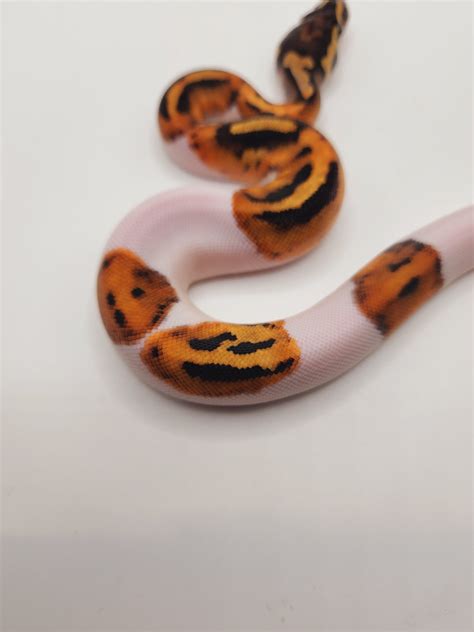 Piebald 100 Het Dreamsicle With Emoji Ball Python By Jcc Reptiles