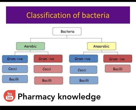 Classification Of Anaerobic Bacteria