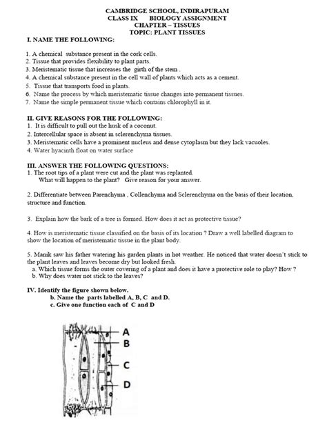 Assignment Plant Tissues Pdf