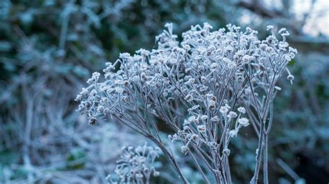 79 Wallpaper Bunga Edelweis Myweb