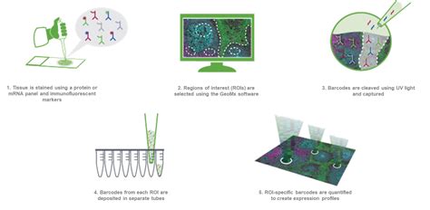 Digital Spatial Profiling Innovate Life Science