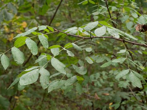 Common Prickly Ash Woody Plants Of Ohio