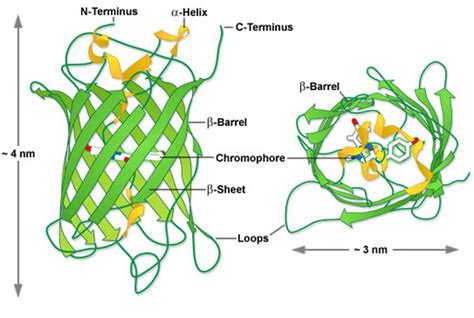 4 Chromosphere Inside Beta Barrel Structure Made Up Of 11 Download Scientific Diagram