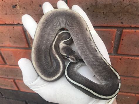 Ghi Mahogany Lesser Ball Python By Crystal Palace Reptiles Morphmarket