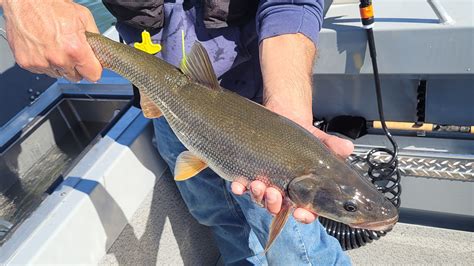 Northern Pike Minnow