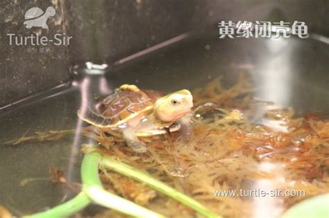 家庭养黄缘闭壳龟需要注意的几个点 黄缘闭壳龟养殖场 星点水龟 潘氏闭壳龟 龟谷鳖老官网