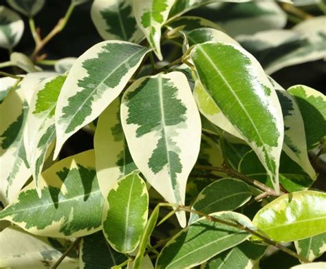 نبتة فيكس بنجامينا مجدولة الساق مبرقشة متجر نباتاتي