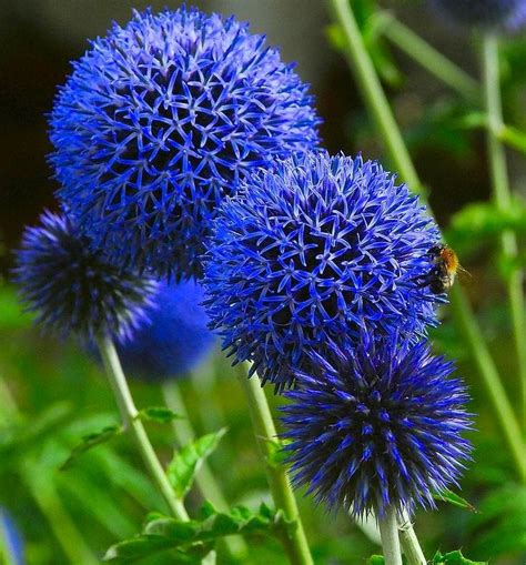 Allium Caeruleum Blue Globe Thistle Rflowers