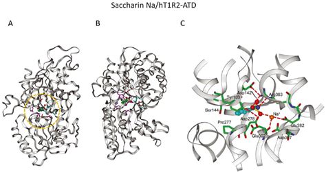 Complex Model Of The Saccharin Nabound Ht1r2 Atd A Complex Model Of Download Scientific