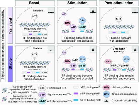 Tf Dependent Establishment And Maintenance Of Chromatin Memory Model Download Scientific