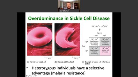 7 Extensions To Mendelian Inheritance 2 YouTube