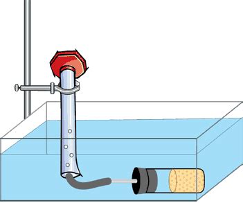 Enzyme Lab AP Biology Labs