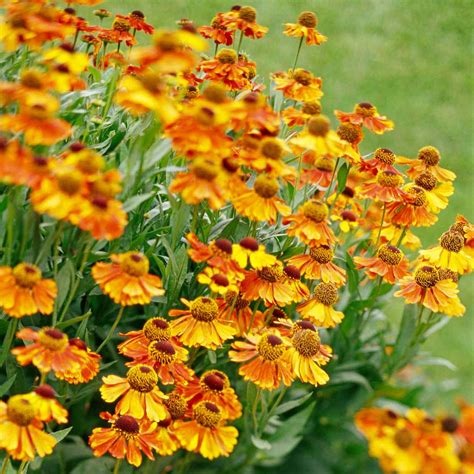 How To Plant And Grow Helenium