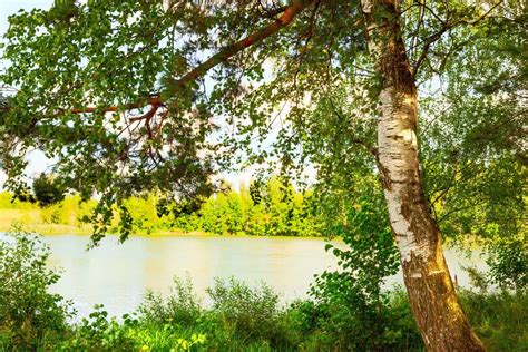 Gorgeous Trees That Like Wet Soil And Shade