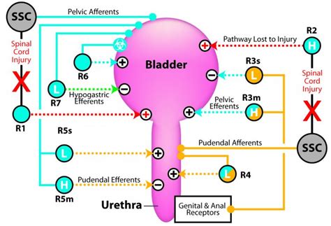 Grant Awarded To Zachary Danziger For Bladder Reflex Conditioning