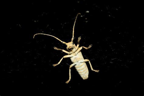 Bug On The Window Background TeamJuchems