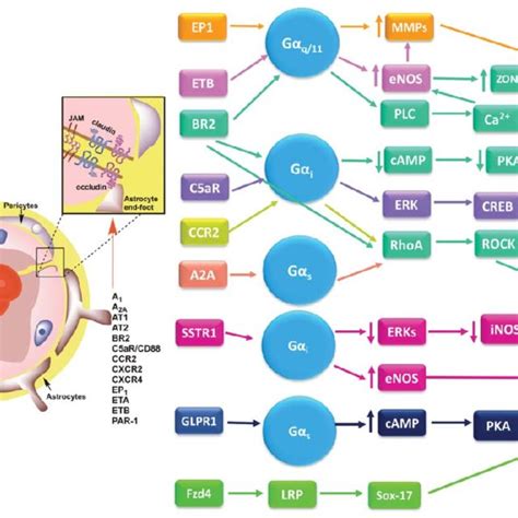Schematic Representation Of Gpcr Signal Transduction Through G