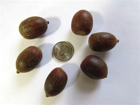 Sheffields Seed Company