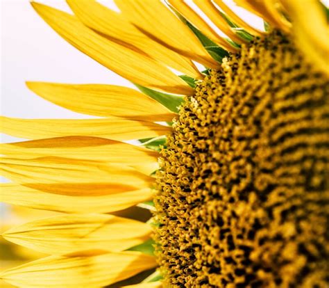 daisy seed anything that one should know about