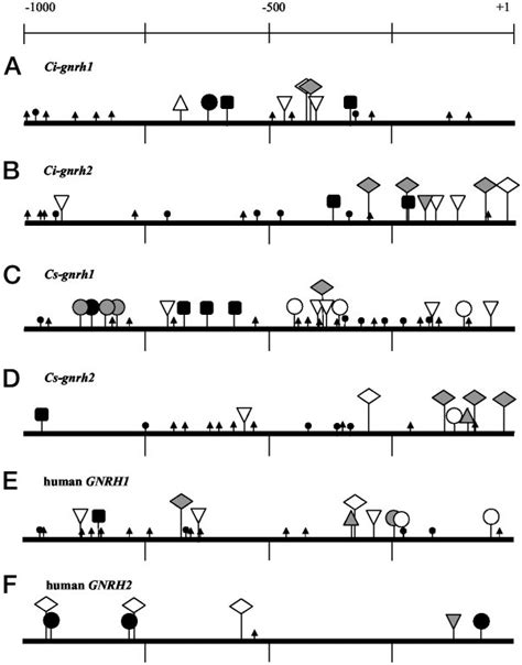 Promoter Elements Identified In Silico Using 1000 Bp Of Gene Sequence Download Scientific