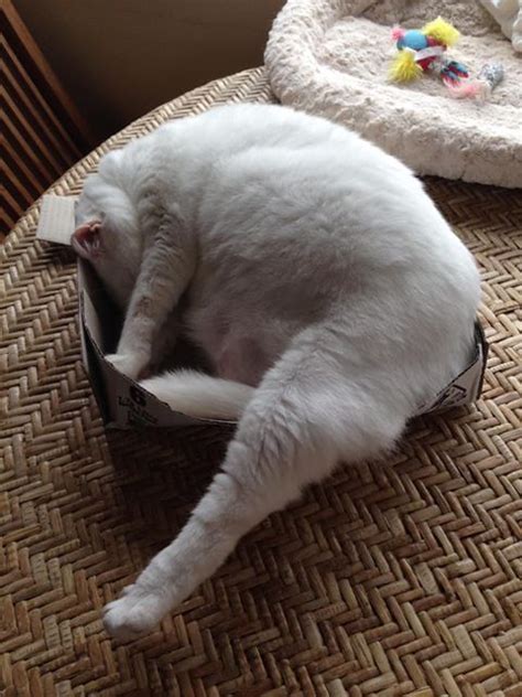 Cat 😸🎁happy Birthday Tinkerbell 🎉🎂 🤍 Heres Our Top Twenty Favourite Pics To Celebrate