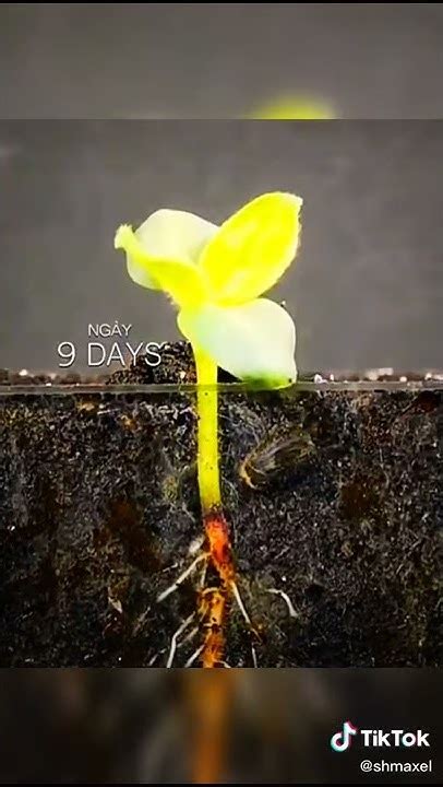 Визуализация первых дней развития растения из семени Youtube