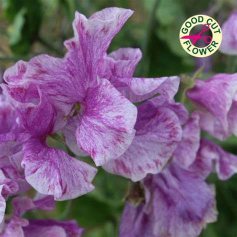 Brian Haynes Sweet Pea Seeds Lathyrus Odoratus Kings Seeds A Leading Supplier Of Vegetable