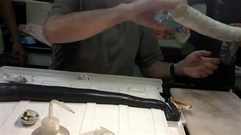 Science Fiction Horror Wriggles Into Reality Eurekalert