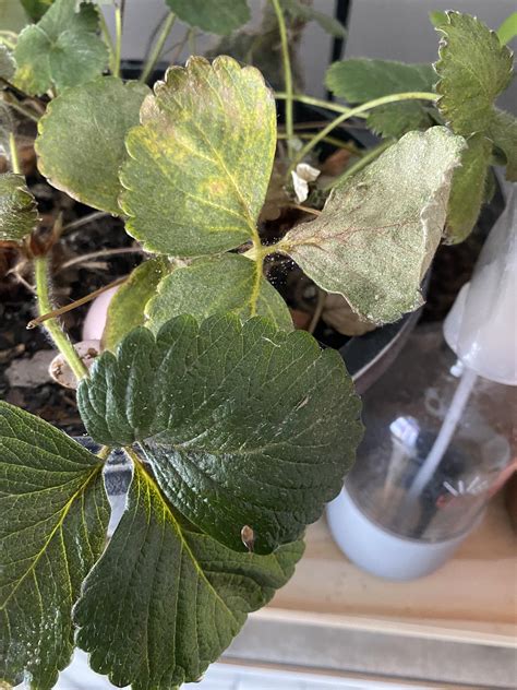 Spider Mites On My Strawberry Rhouseplants