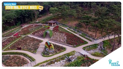 2018 5월 4주장미꽃 개화 향기로운 계양산 Youtube