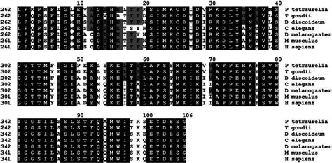 multiple alignment of the c terminal region of paramecium actin1 1