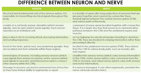 Difference Between Neuron And Nerve Nervous System Coordination And Control