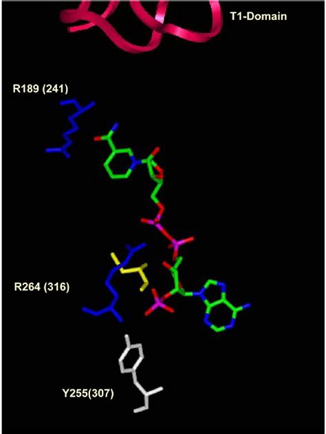 Figure 1 From Nadph Binding To β Subunit Regulates Inactivation Of