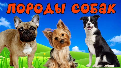 Собаки для детей Учим породы собак и их звуки развивиющее видео Youtube