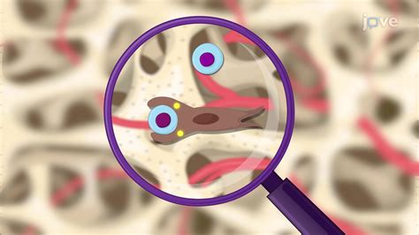 Video Primary Lymphoid Organs
