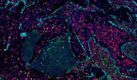 Single Cell Proteomics Akoya
