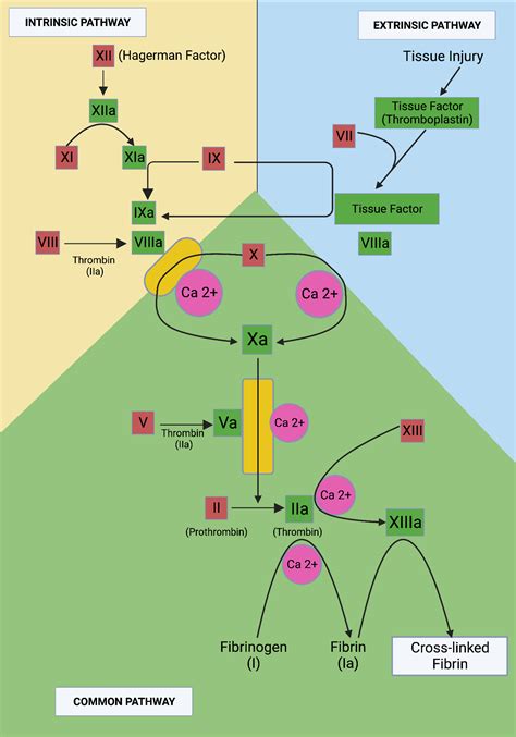 Clotting Cascade Lb Biorender Science Templates