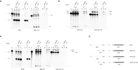 Figure 4 From The Hierarchy Of Exon Junction Complex Assembly By The Spliceosome Explains Key