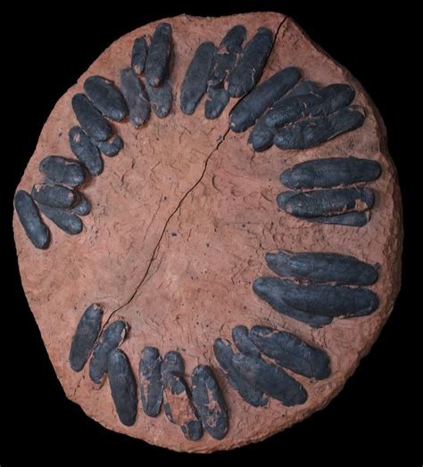 Macroelongatoolithus Sp Egg Nest Display Replica Black Hills Institute