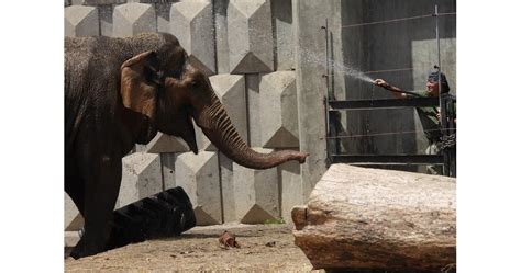 Маймуните ядат сладолед за мечката диня а слониците под студен душ