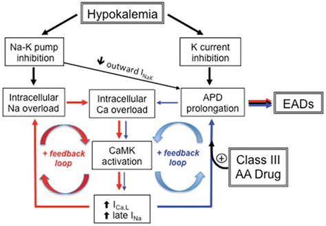 Electrophysiology Of Hypokalemia And Hyperkalemia Abstract Europe Pmc