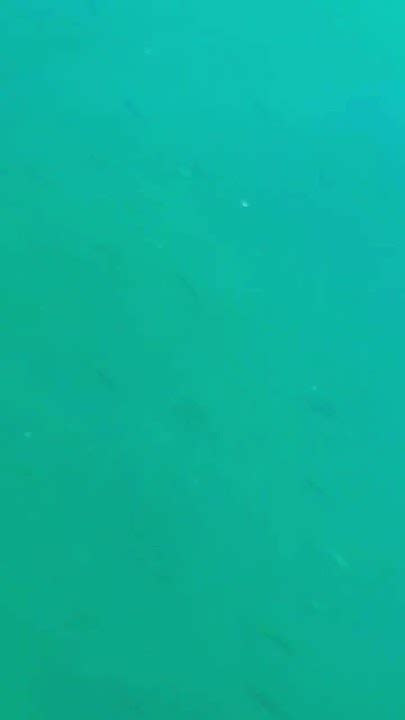 РЫБА В МОРЕ КРЫМ Youtube