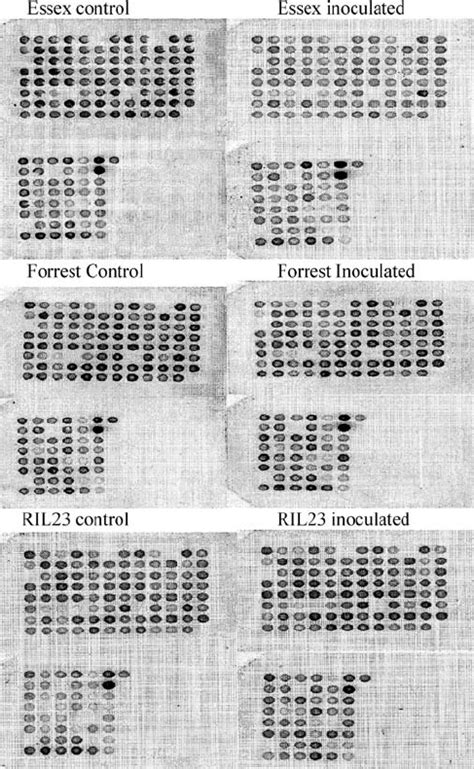 Relative Representation Of Identical Or Overlapping Sequences In The