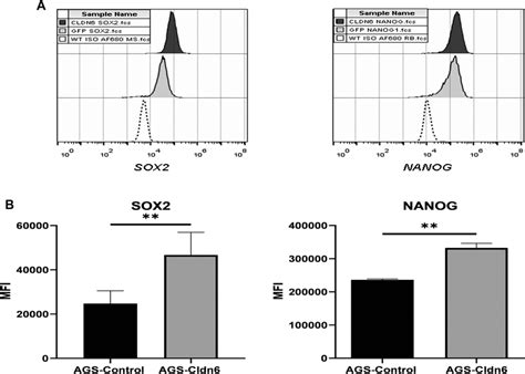 Transcription Factors Expression Induced By Claudin 6 A Nanog And Sox2