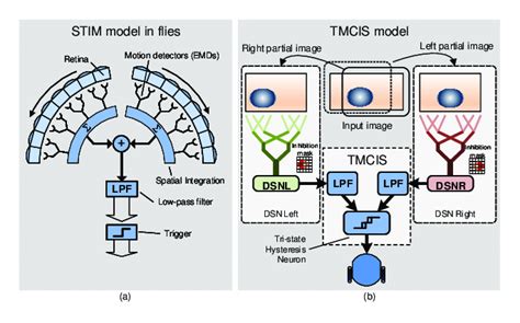 A The Spatio Temporal Integration Of Motion STIM Model Inspired By Download Scientific