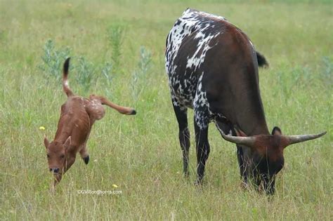 How Much Do Texas Longhorn Cattle Cost Gvr Longhorns Llc