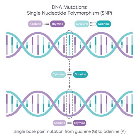 Single Nucleotide Polymorphism SNPs DNA Mutation Diagram 57365001 Vector Art At Vecteezy