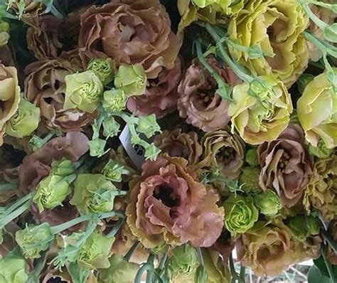 Brown Lisianthus Flower Diy Wedding Flowers Flower Moxie